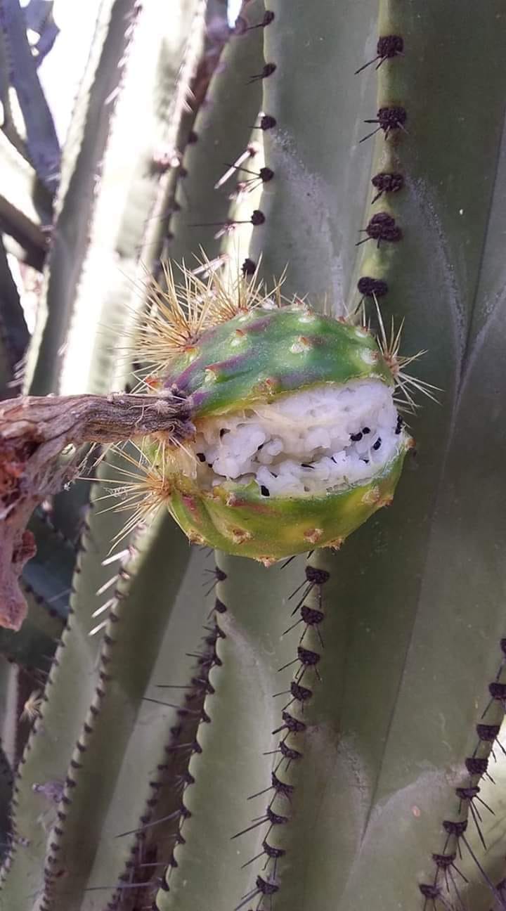 Pitayas | Techaluta de Montenegro - Jalisco