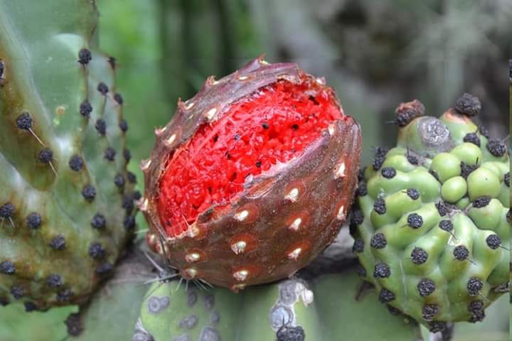 Pitayas | Techaluta de Montenegro - Jalisco