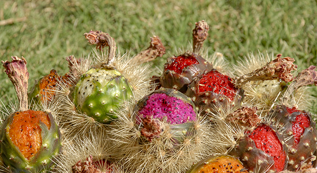 Bienvenido | Techaluta de Montenegro - Jalisco