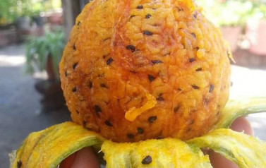 Pitayas | Techaluta de Montenegro - Jalisco